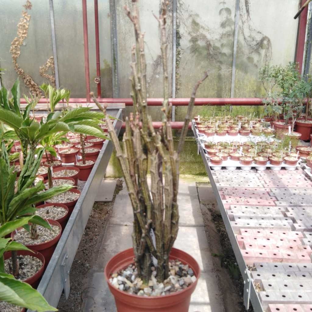 Euphorbia platyclada Fort Dauphin, Madagaskar, sandiger Boden - Uhlig ...