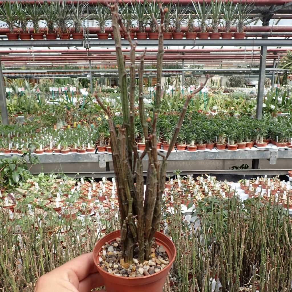 Euphorbia platyclada Fort Dauphin, Madagaskar, sandiger Boden - Uhlig ...