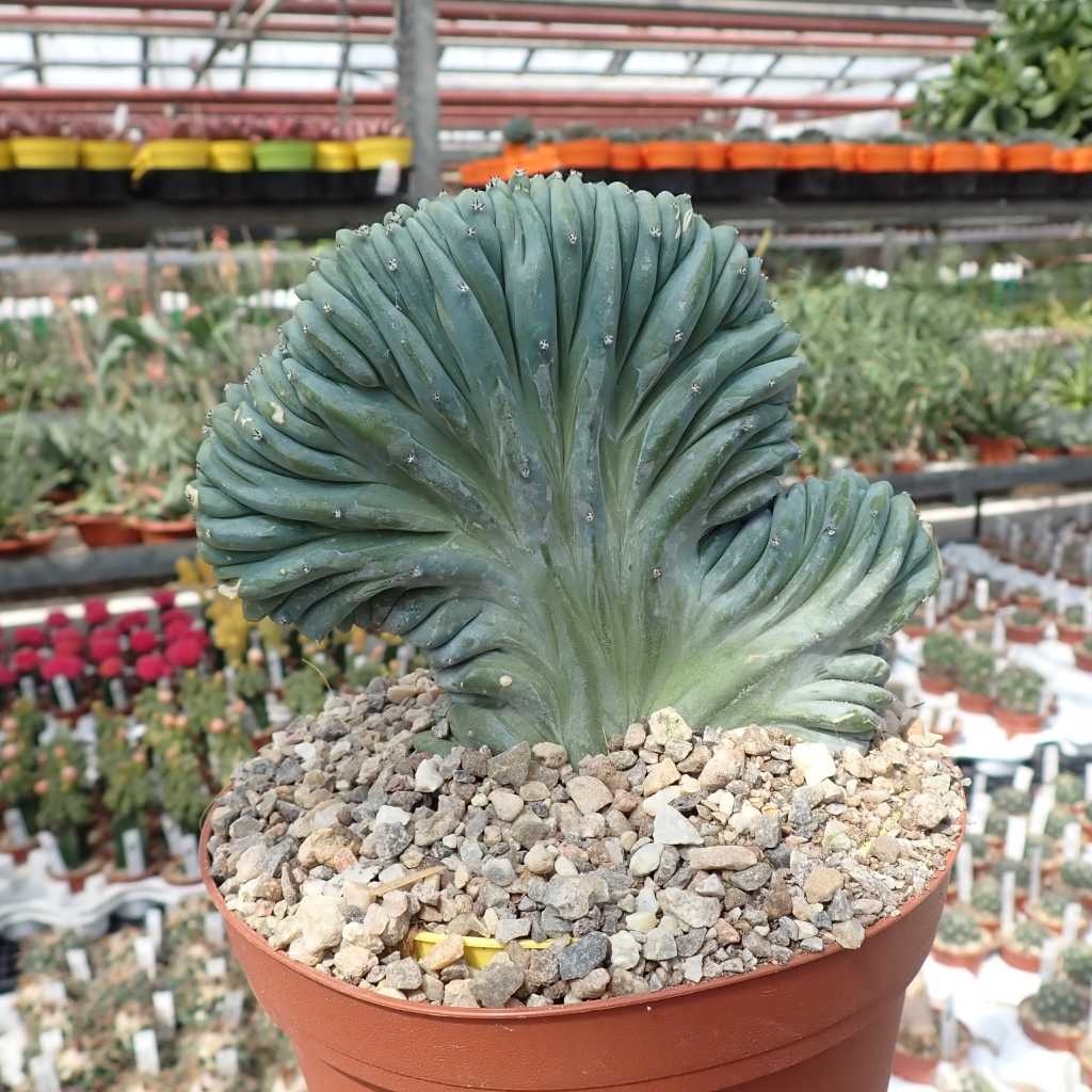 Myrtillocactus geometrizans cristata - Uhlig Kakteen - more than 5,000 ...