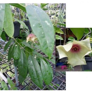 Hoya mappigera Peninsular Malaysia - Uhlig Kakteen - Über 5000 ...