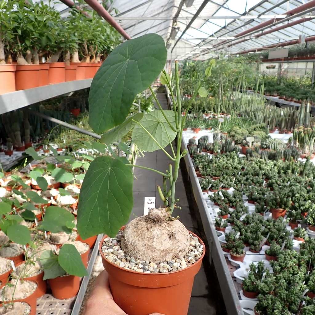 Stephania glabra - Uhlig Kakteen - more than 5,000 different species