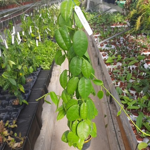 Hoya optimistic - Uhlig Kakteen - more than 5,000 different species