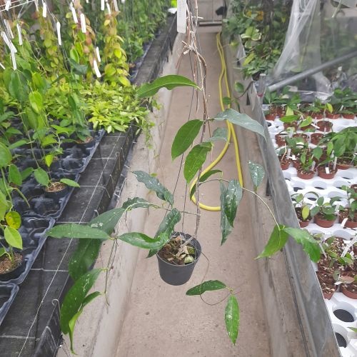 Hoya mappigera cv. Yellow - Uhlig Kakteen - more than 5,000 different ...