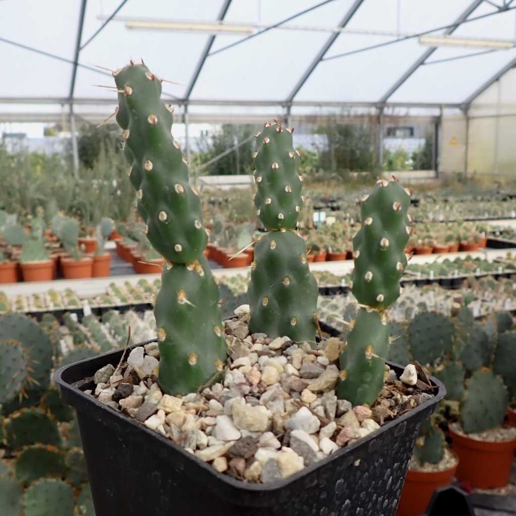 Opuntia rutila cv. Super (dw) - Uhlig Kakteen - Über 5000 verschiedene ...