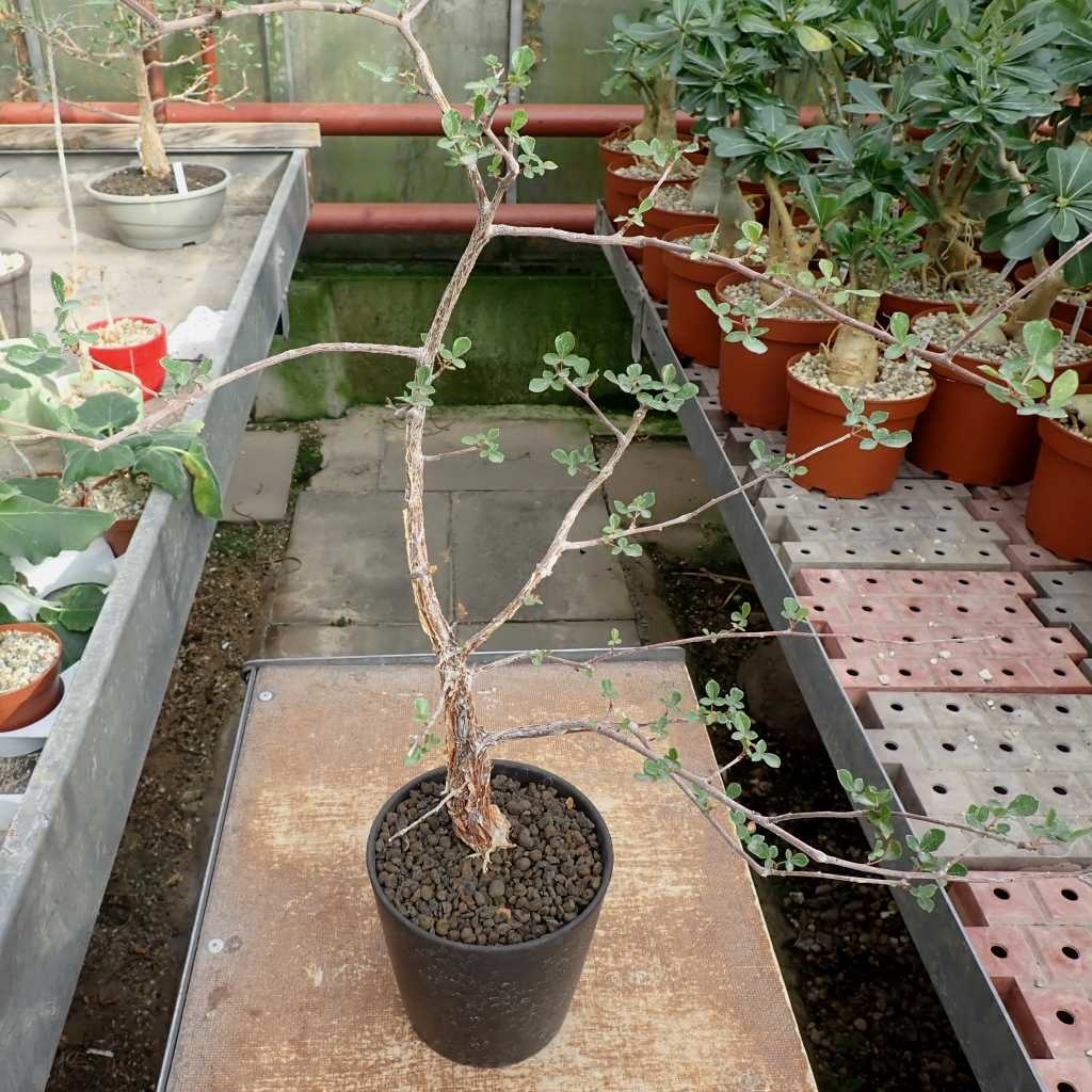 Commiphora sp. S-Ampanihy, Madagaskar - Uhlig Kakteen - more than 5,000 ...