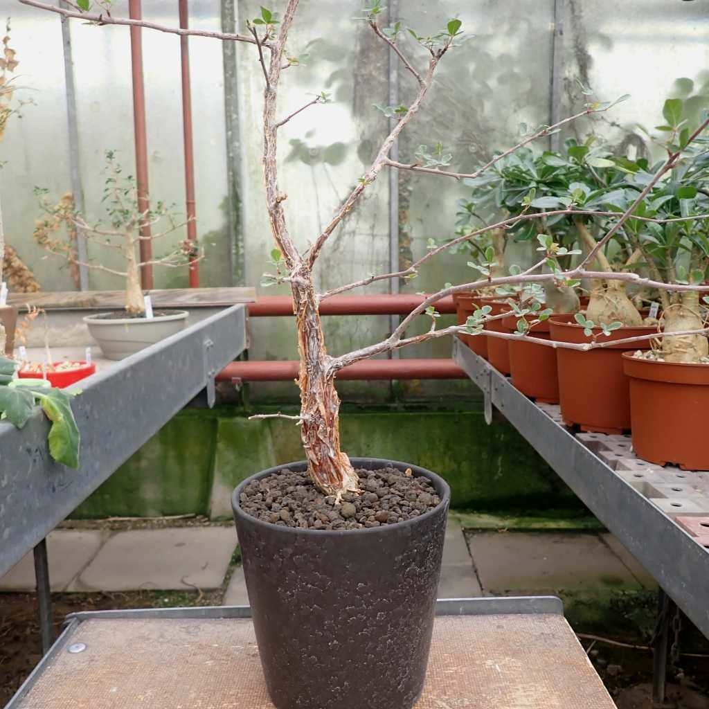 Commiphora sp. S-Ampanihy, Madagaskar - Uhlig Kakteen - more than 5,000 ...