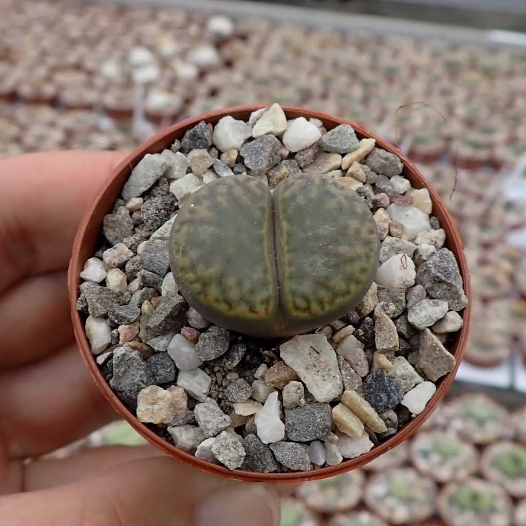 Lithops bromfieldii v. insularis cv. Sulphurea S 370 - Uhlig Kakteen ...