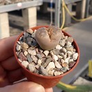 Lithops coleorum - Uhlig Kakteen - more than 5,000 different species