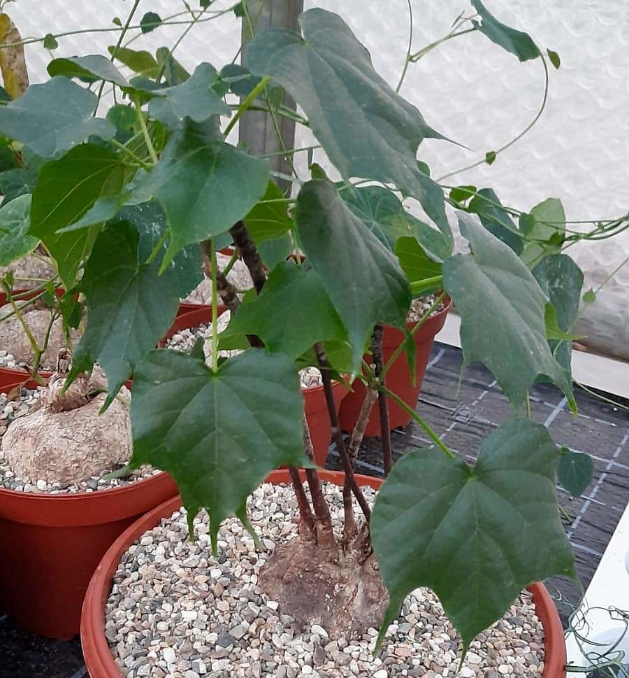 Sterculia colorata XL - Uhlig Kakteen - Über 5000 verschiedene Arten