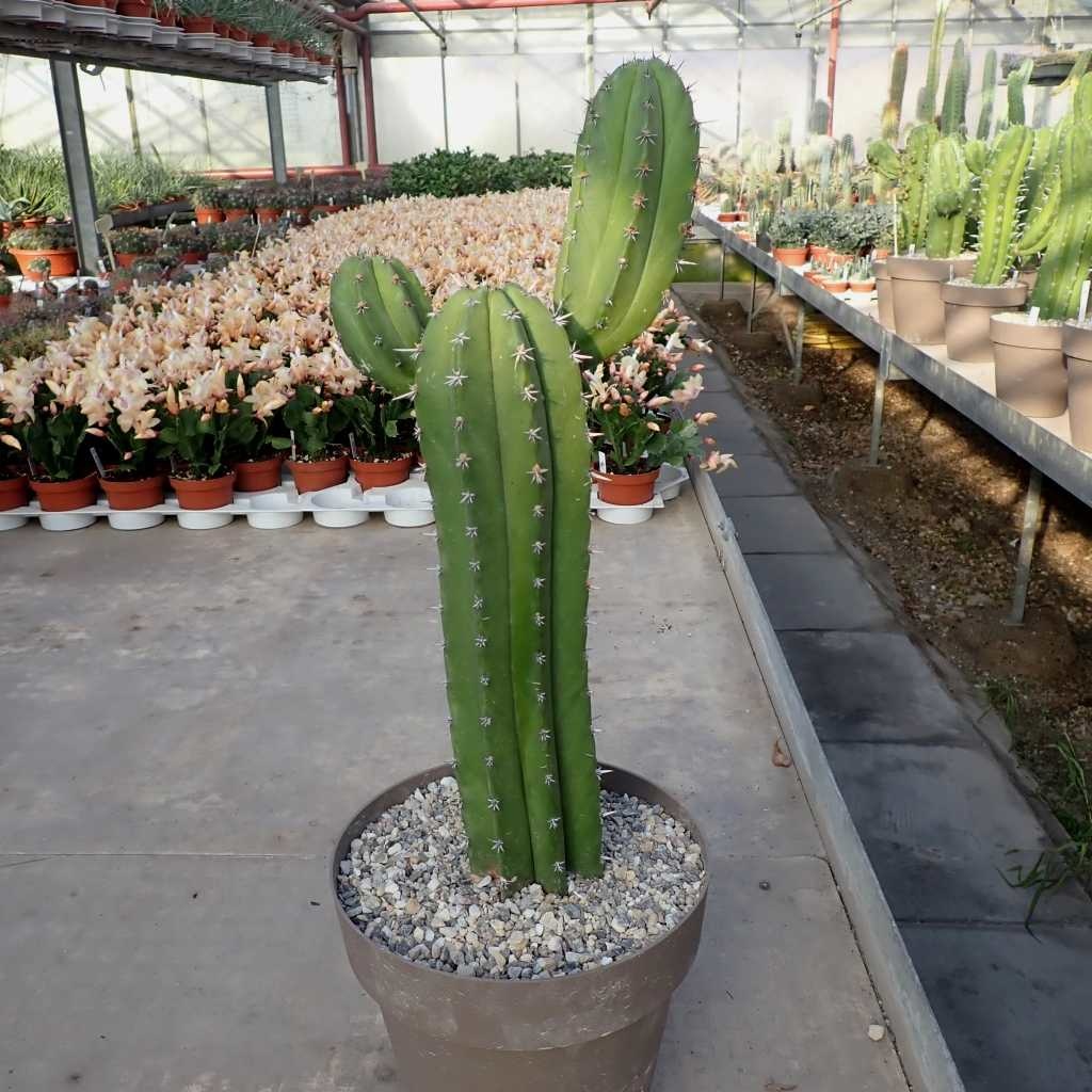 Polaskia chichipe, verzweigt - Uhlig Kakteen - Über 5000 verschiedene Arten