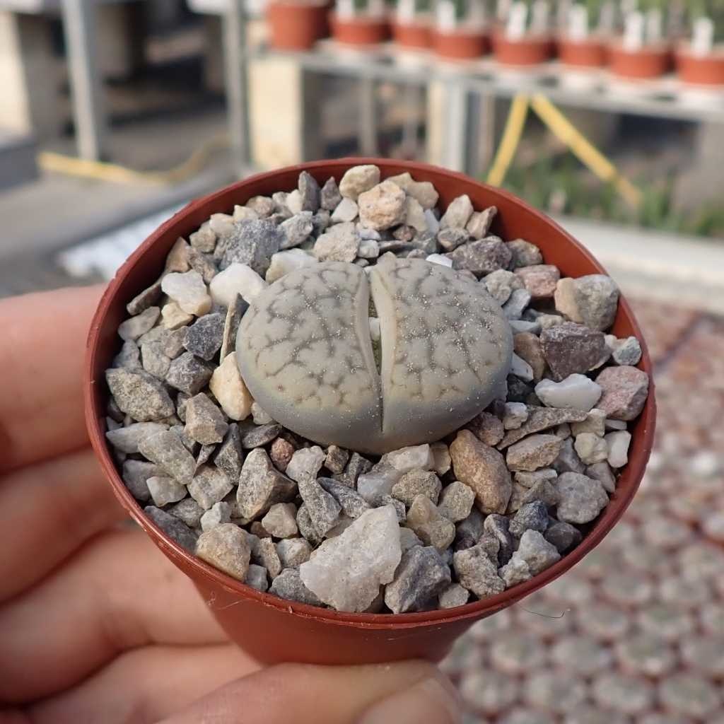 Lithops hookeri v. susannae - Uhlig Kakteen - more than 5,000 different ...