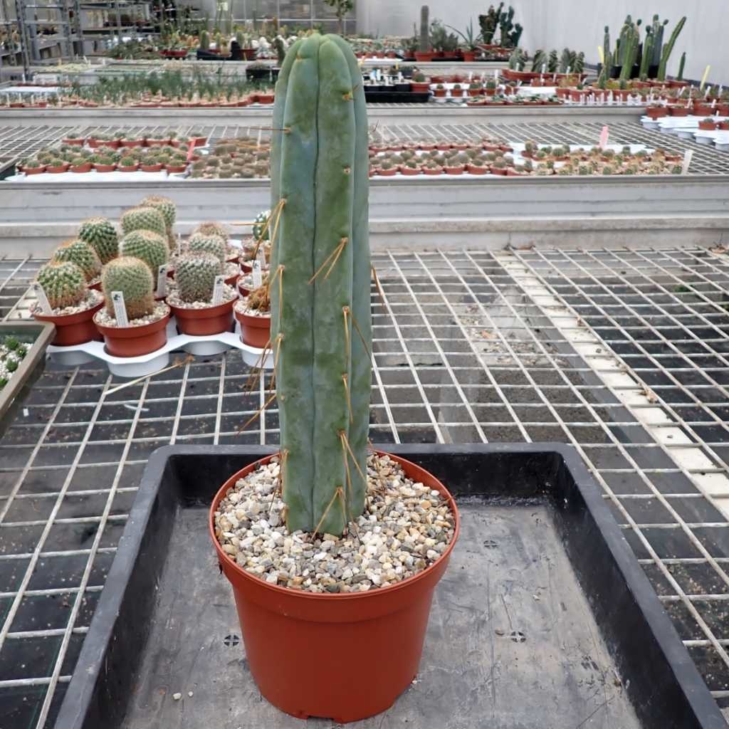 Trichocereus bridgesii - Uhlig Kakteen - more than 5,000 different species