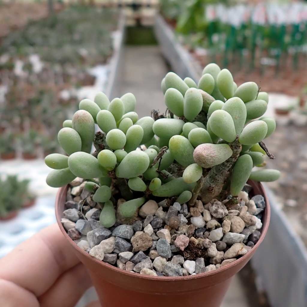 Tylecodon schaeferianus - Uhlig Kakteen - Più di 5.000 specie diverse