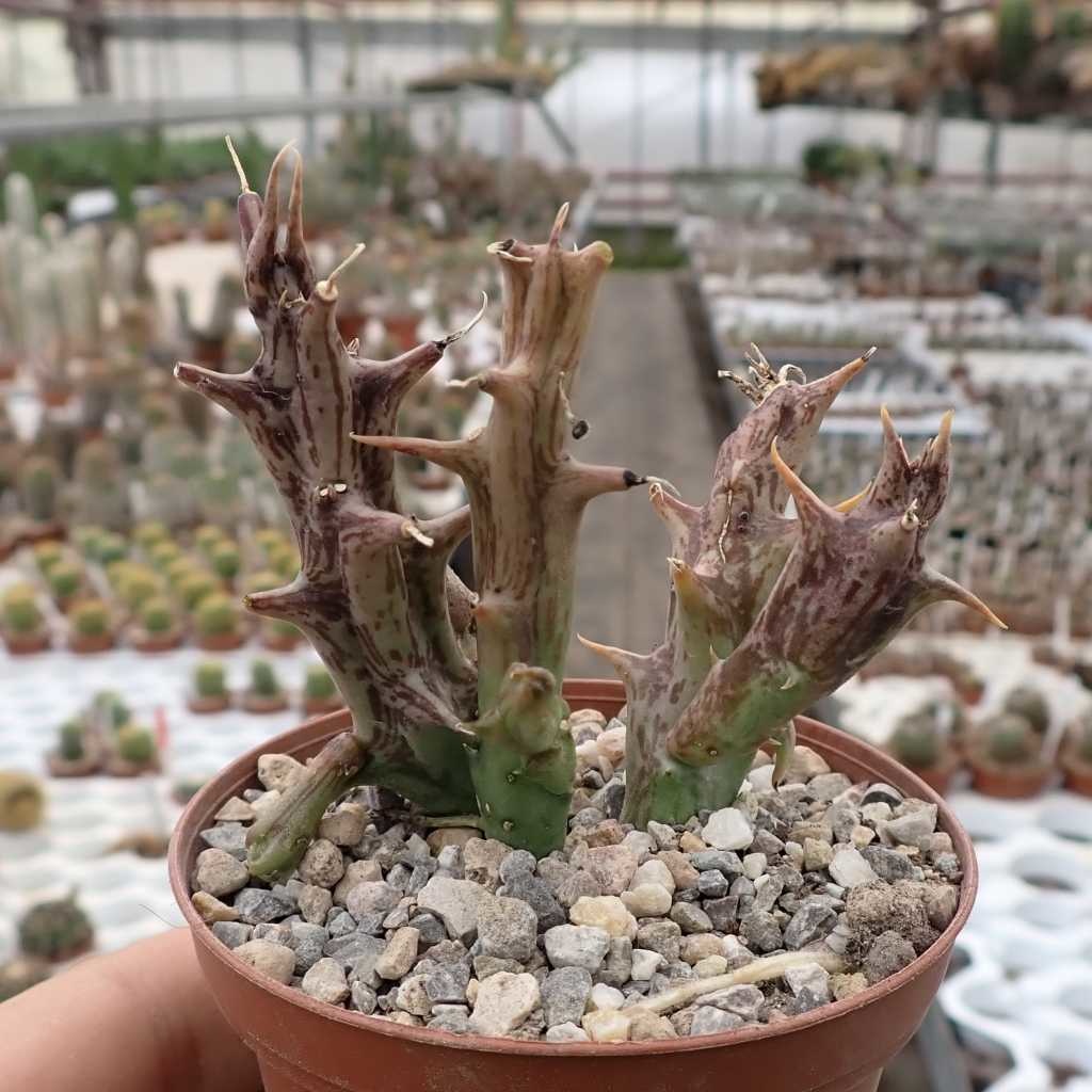 Orbea dummeri - Uhlig Kakteen - more than 5,000 different species