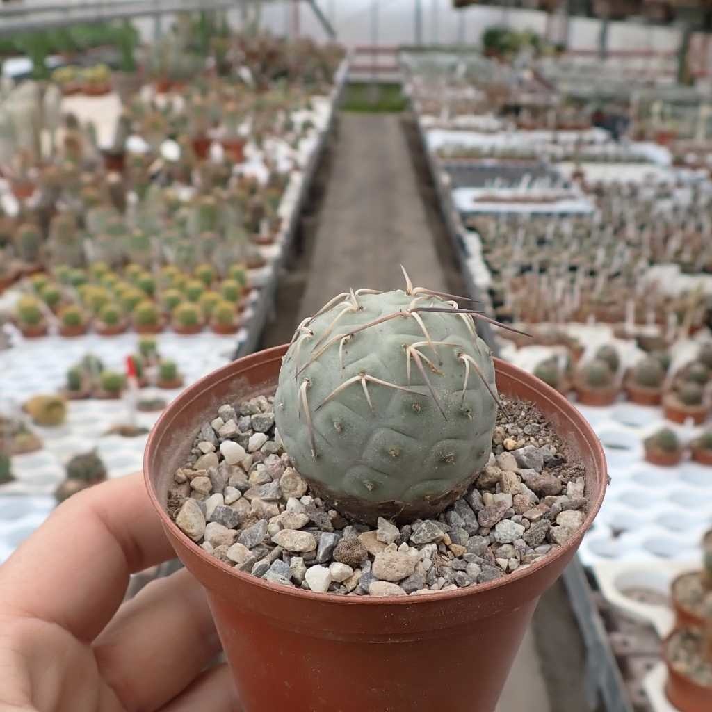 Tephrocactus geometricus - Uhlig Kakteen - more than 5,000 different ...