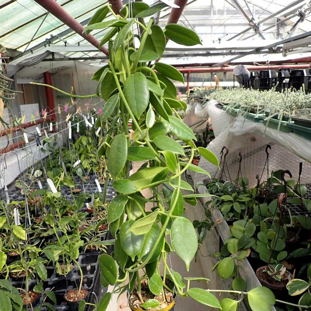 Hoya optimistic - Uhlig Kakteen - more than 5,000 different species