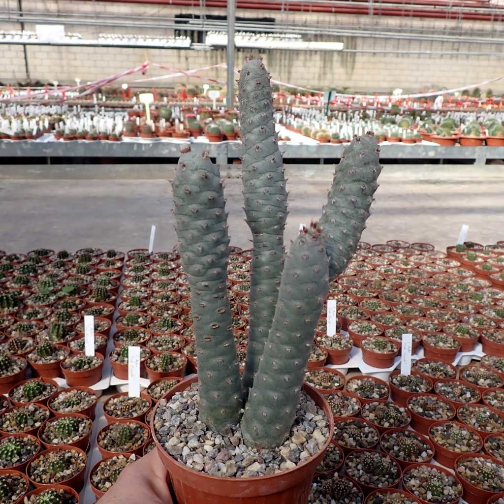 Tephrocactus articulatus v. inermis - Uhlig Kakteen - more than 5,000 ...