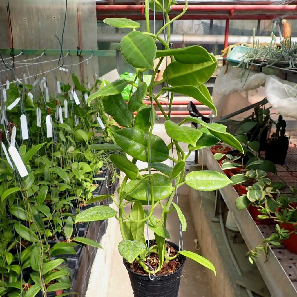 Hoya affinis - Uhlig Kakteen - Über 5000 verschiedene Arten