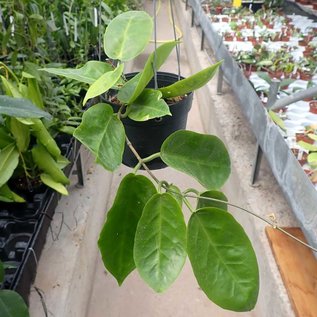 Hoya inflata - Uhlig Kakteen - more than 5,000 different species