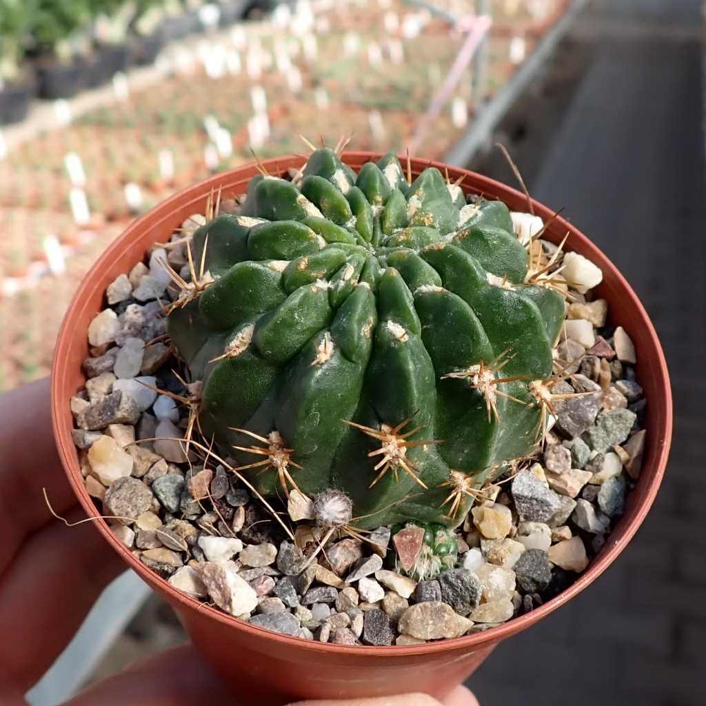 Lobivia rossii cv. Blüte rot - Uhlig Kakteen - more than 5,000 ...