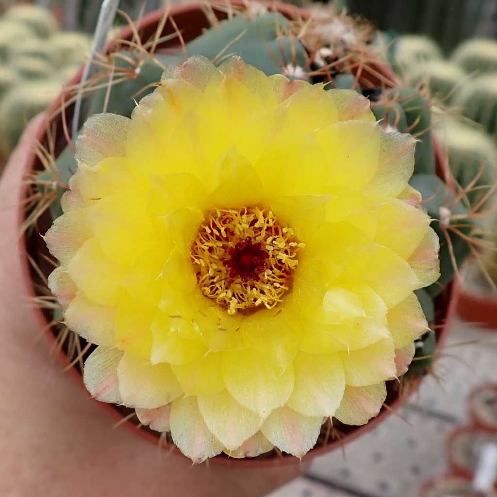 Notocactus incomptus - Uhlig Kakteen - Über 5000 verschiedene Arten