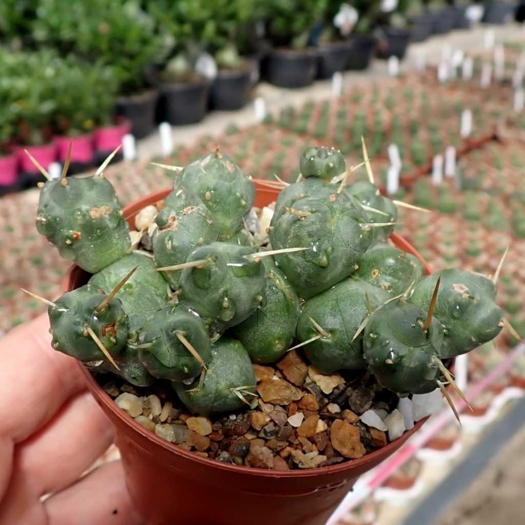 Maihueniopsis subterranea ssp. incahuasi - Uhlig Kakteen - Über 5000 ...