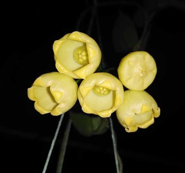 Hoya inflata - Uhlig Kakteen - more than 5,000 different species