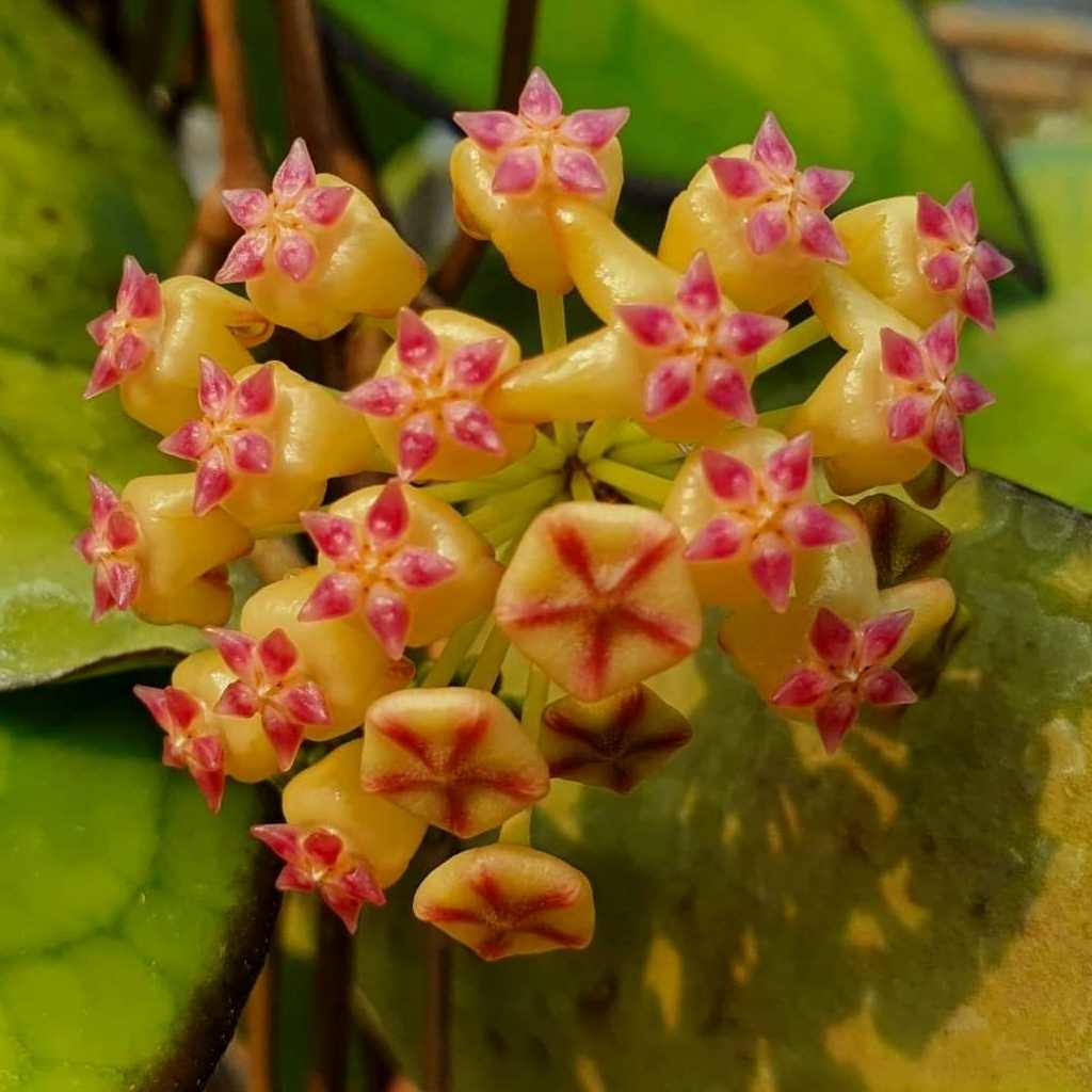 Hoya joy x jennifer cv. Small - Uhlig Kakteen - more than 5,000 ...
