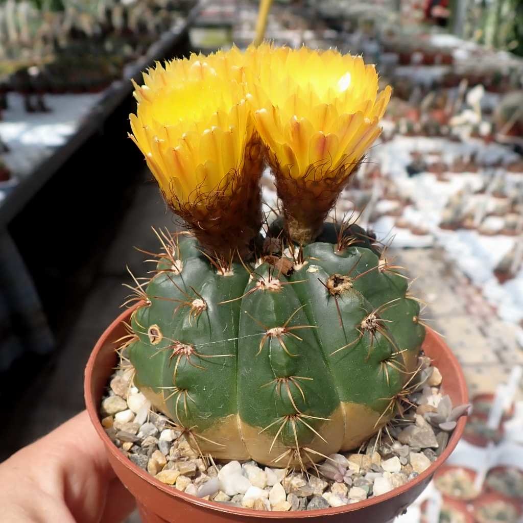 Notocactus incomptus - Uhlig Kakteen - Über 5000 verschiedene Arten