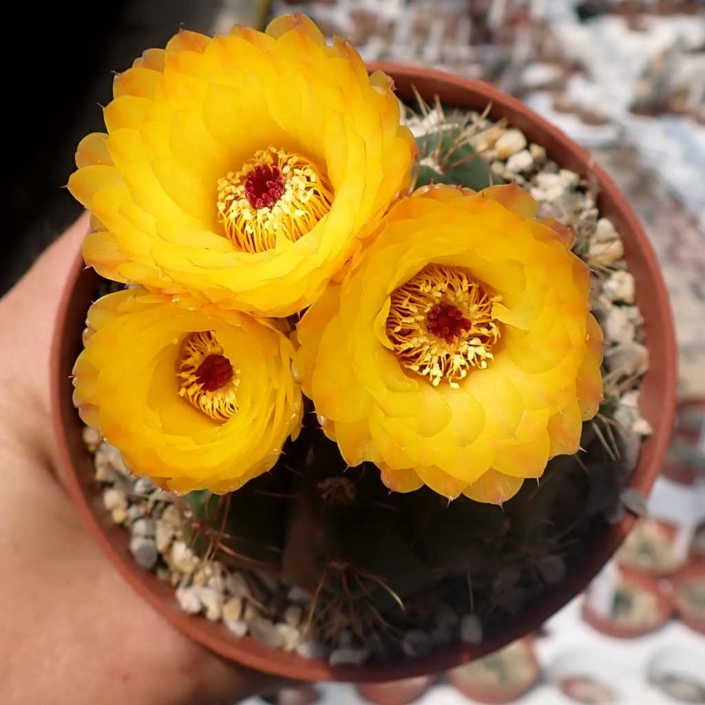 Notocactus incomptus - Uhlig Kakteen - Über 5000 verschiedene Arten