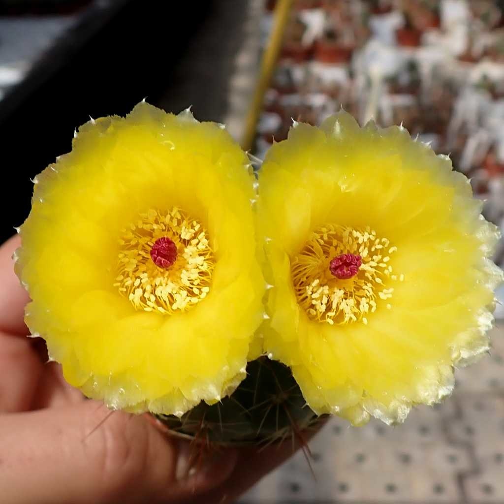 Notocactus ottonis v. acutangularis FR 1266c Sanga de Arreia, Rio ...