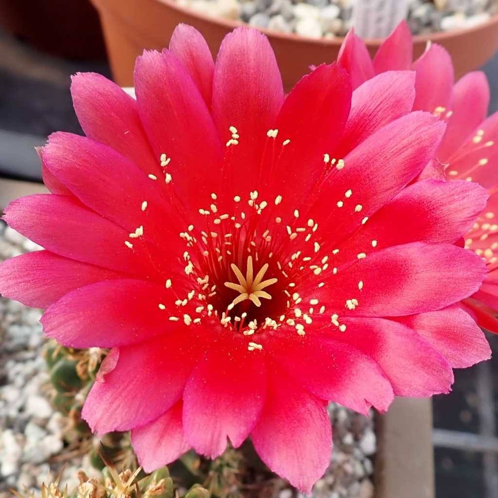 Lobivia rossii cv. Blüte rot - Uhlig Kakteen - more than 5,000 ...