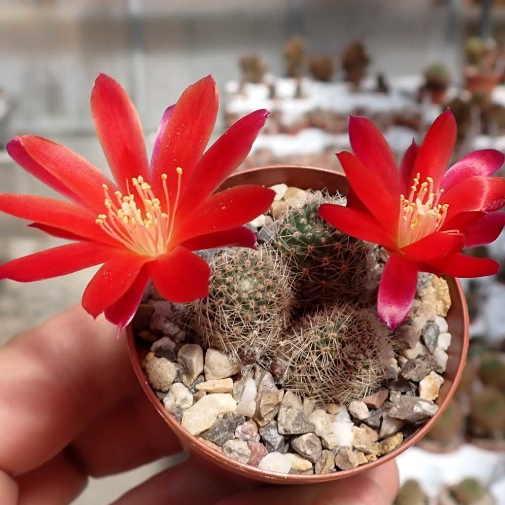 Rebutia minuscula - Uhlig Kakteen - more than 5,000 different species