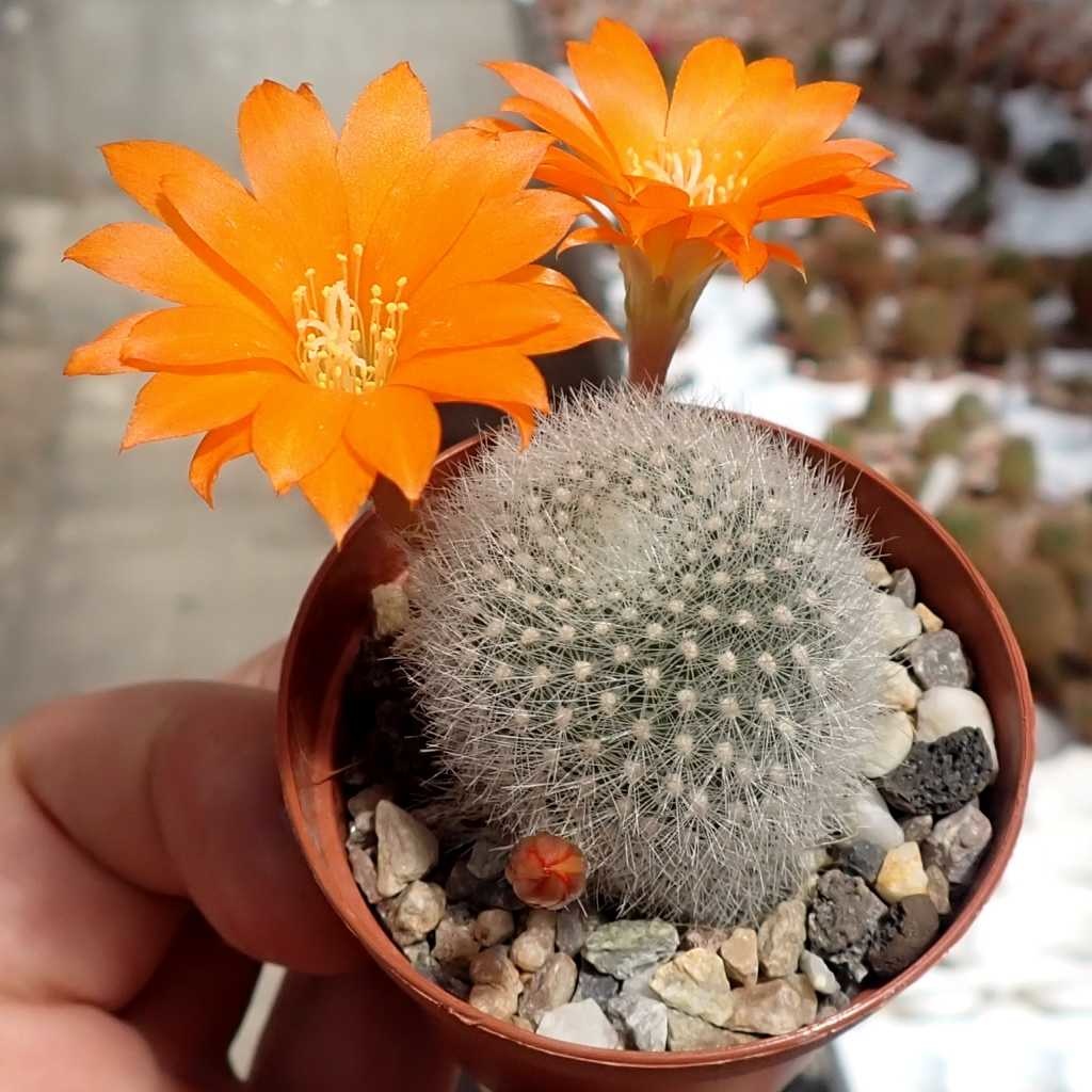 Rebutia muscula - Uhlig Kakteen - plus de 5000 d'espèces différentes