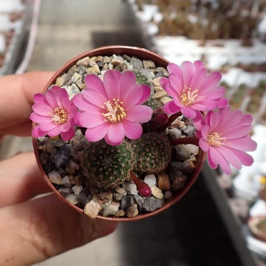Rebutia perplexa - Uhlig Kakteen - more than 5,000 different species
