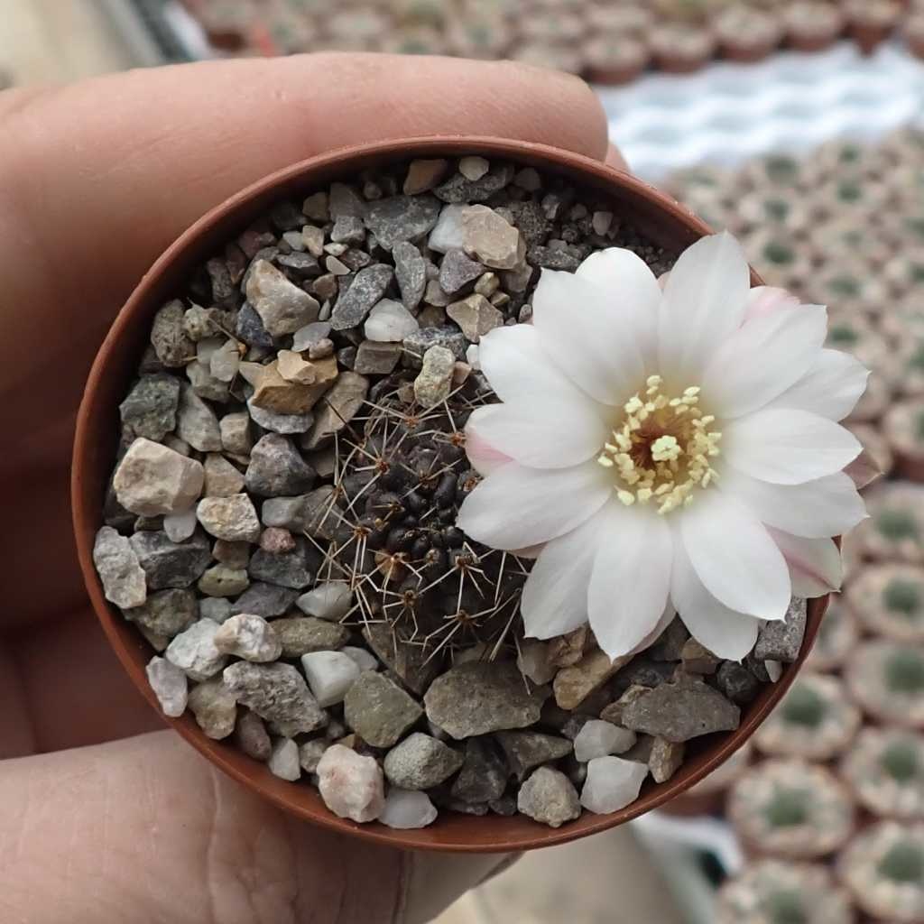 Rebutia leucanthema WR 305 - Uhlig Kakteen - Über 5000 verschiedene Arten