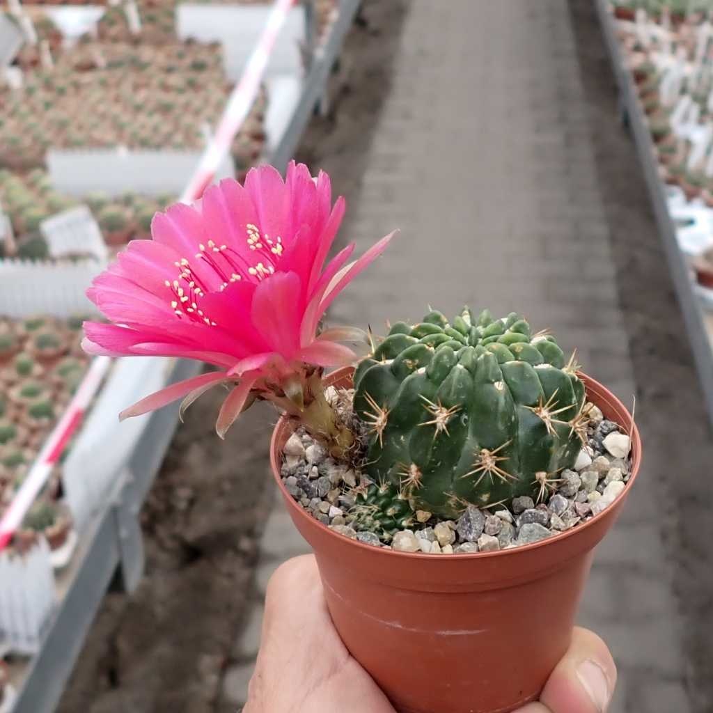 Lobivia rossii cv. Blüte rot - Uhlig Kakteen - more than 5,000 ...