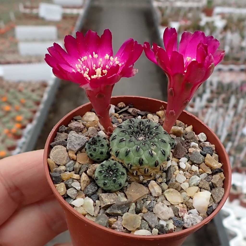 Sulcorebutia rauschii cv. Virididermis - Uhlig Kakteen - Über 5000 ...