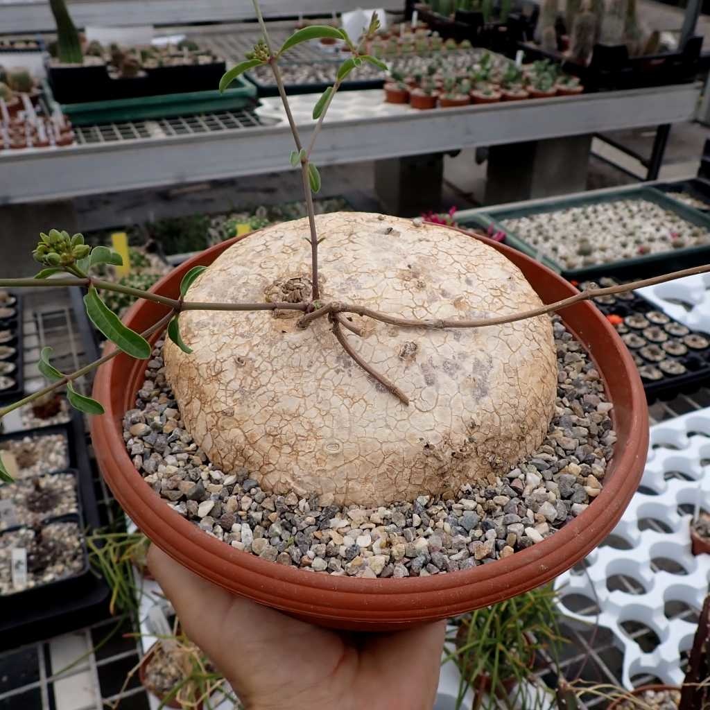 Raphionacme burkii - Uhlig Kakteen - Über 5000 verschiedene Arten