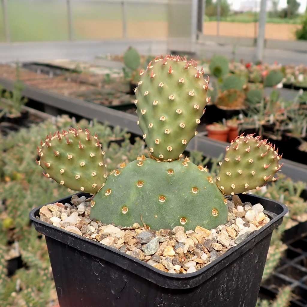 Opuntia basilaris-Hybr. cv. Bern (dw) - Uhlig Kakteen - Über 5000 ...