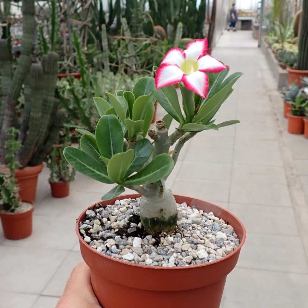 Adenium obesum Picotee - Uhlig Kakteen - plus de 5000 d'espèces différentes