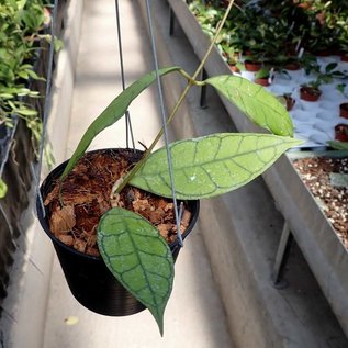 Hoya sp. Kalimantan - Uhlig Kakteen - more than 5,000 different species