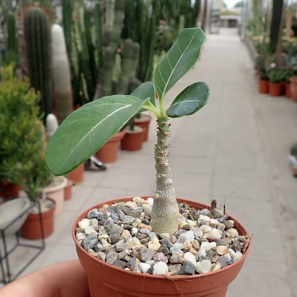 Adenium dhofarense - Uhlig Kakteen - plus de 5000 d'espèces différentes