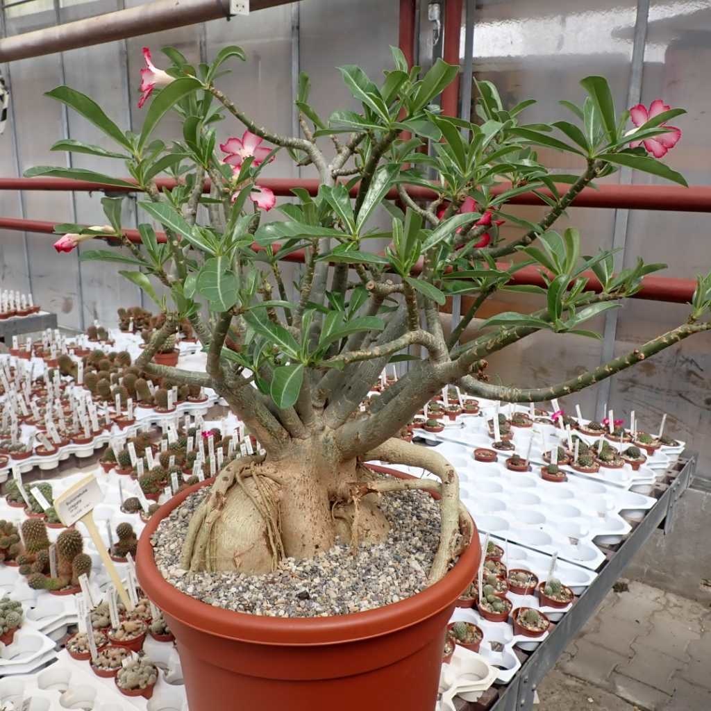 Adenium obesum v. multiflorum XXL mit jahreszeitlich bedingtem ...