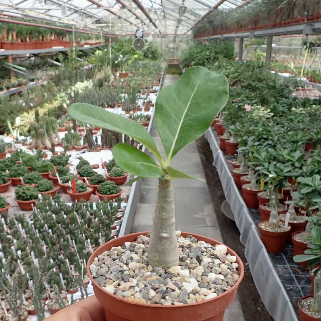 Adenium dhofarense - Uhlig Kakteen - more than 5,000 different species
