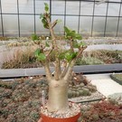 Adenium arabicum cv. TSC - Uhlig Kakteen - Über 5000 verschiedene Arten