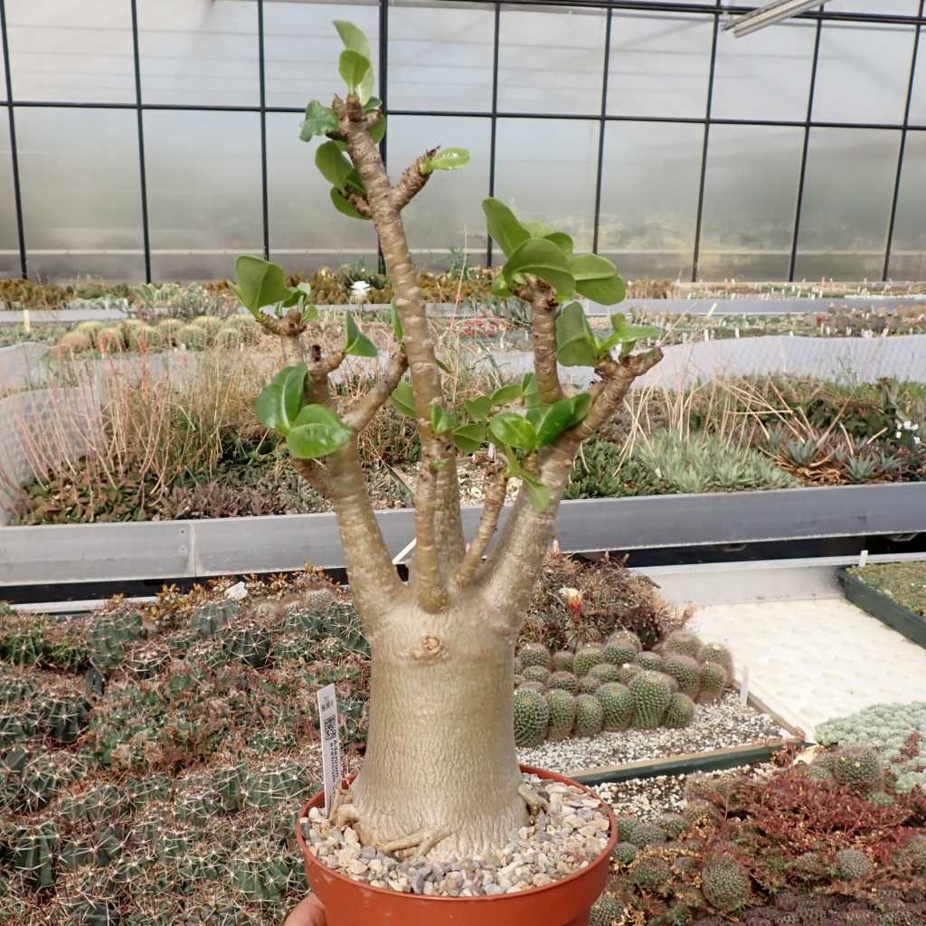 Adenium arabicum cv. TSC - Uhlig Kakteen - more than 5,000 different ...