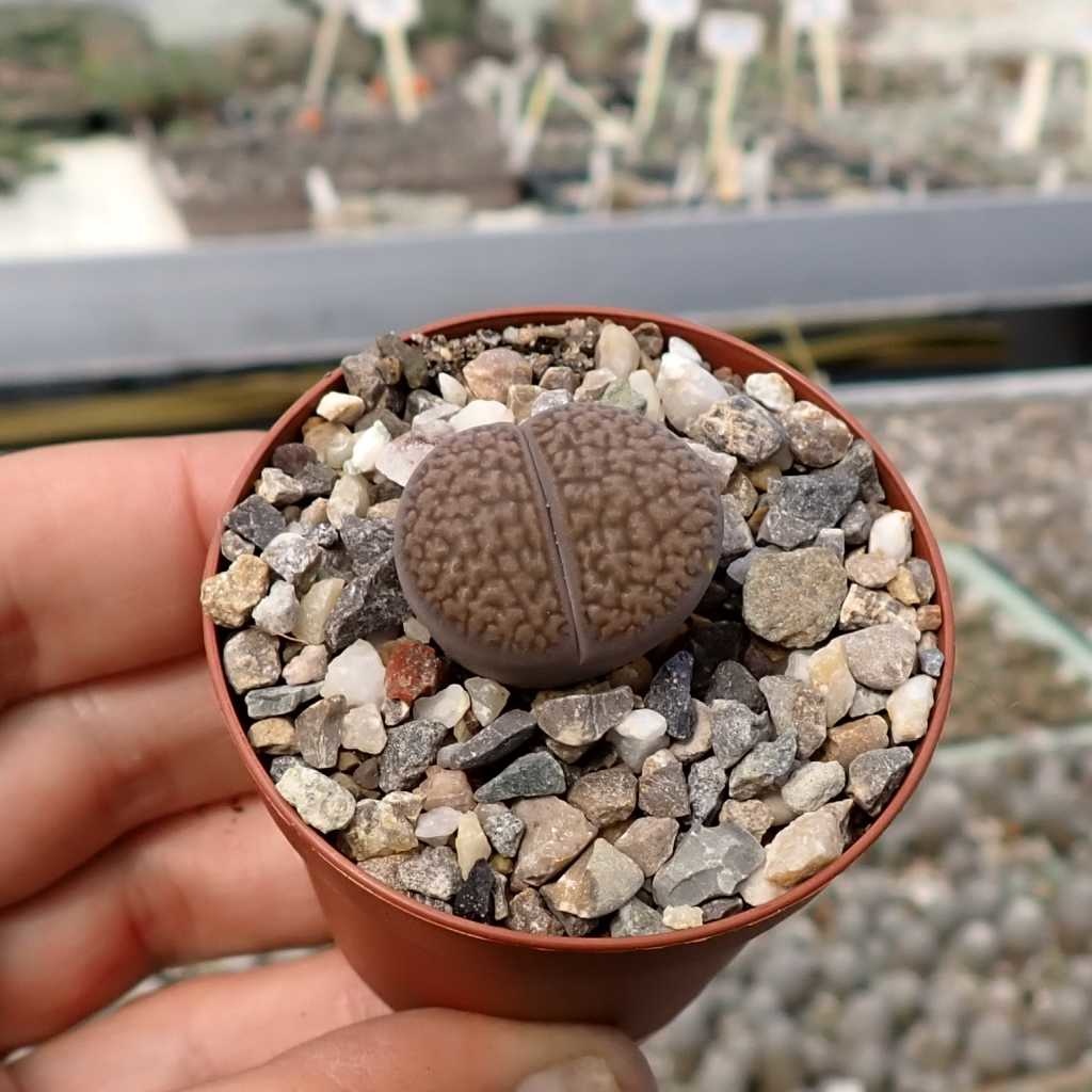 Lithops hookeri v. hookeri vermiculate form - Uhlig Kakteen - Über 5000 ...