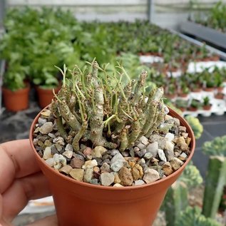 Tylecodon schaeferianus - Uhlig Kakteen - Über 5000 verschiedene Arten