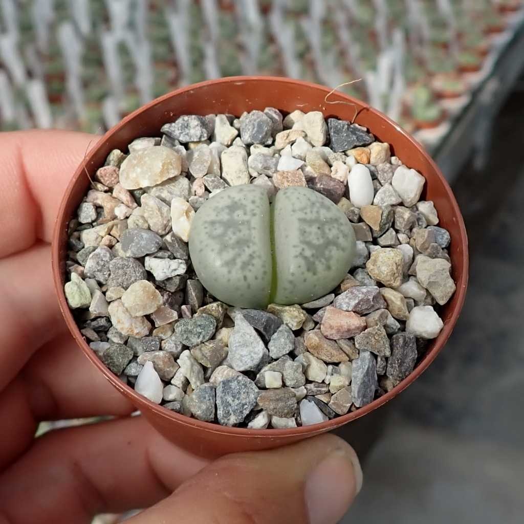 Lithops francisci C 140TL 35 Km E of Lüderitz, Namibia - Uhlig Kakteen ...
